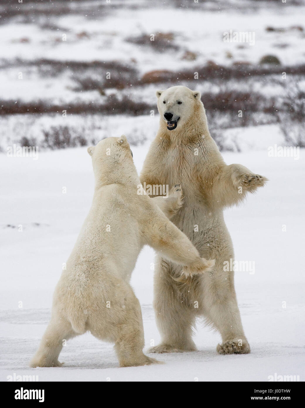 Two polar bears arctic tundra hi-res stock photography and images - Alamy
