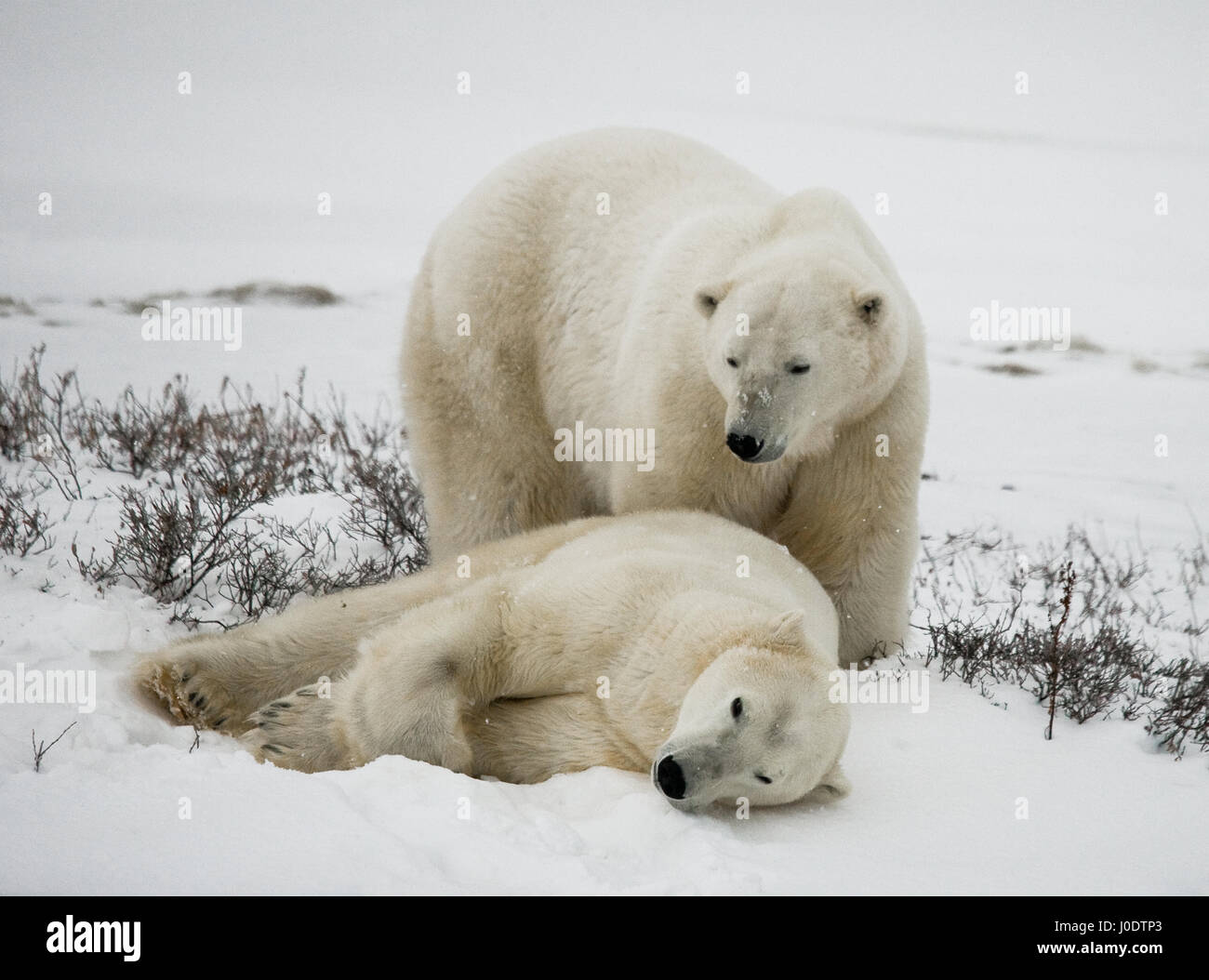 Canada polar bear hi-res stock photography and images - Alamy