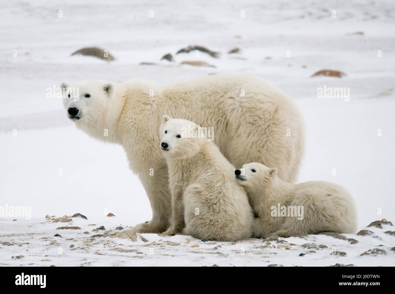 Polar bear tundra landscape hi-res stock photography and images - Alamy