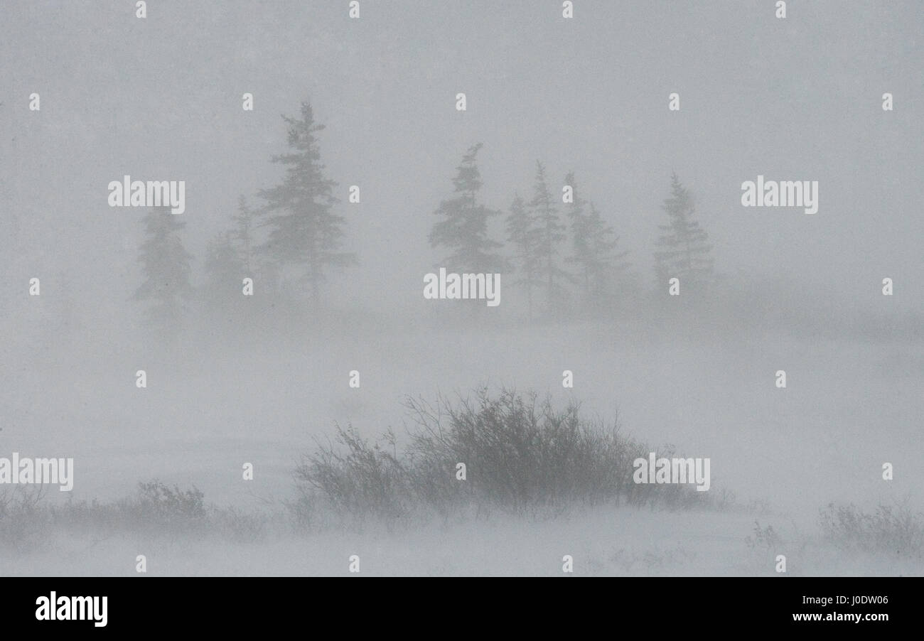 Tundra landscape canada hi-res stock photography and images - Alamy