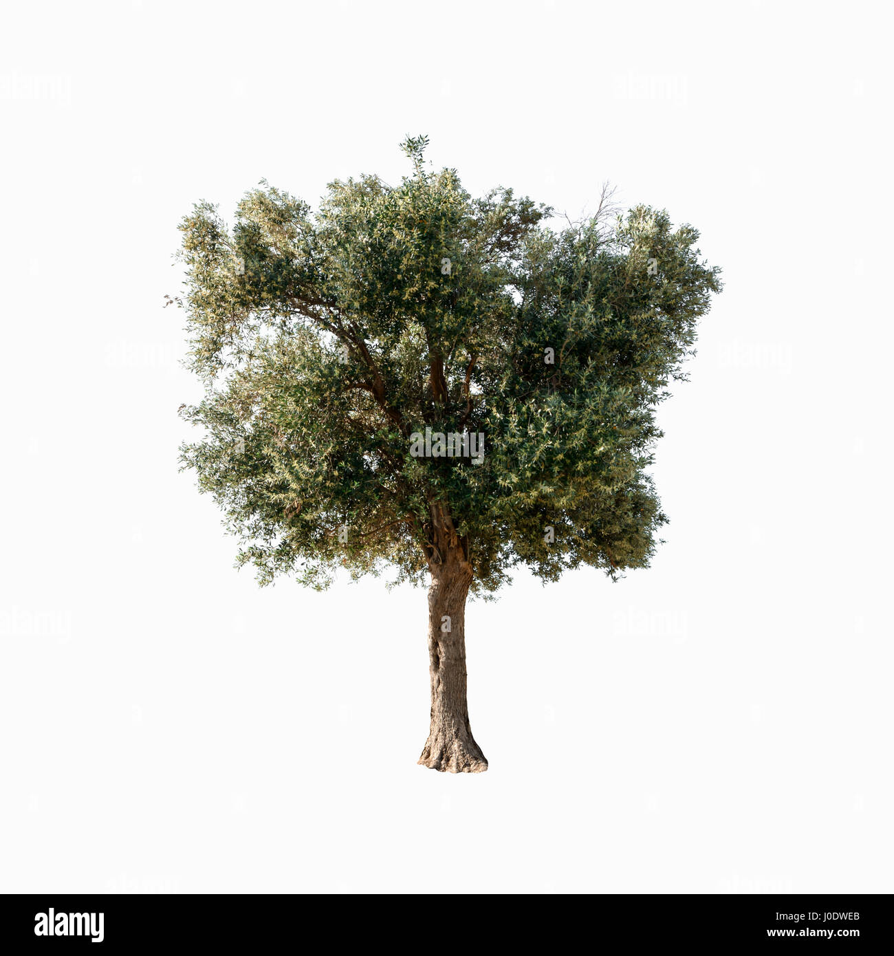 Isolated tree branch hi-res stock photography and images - Alamy