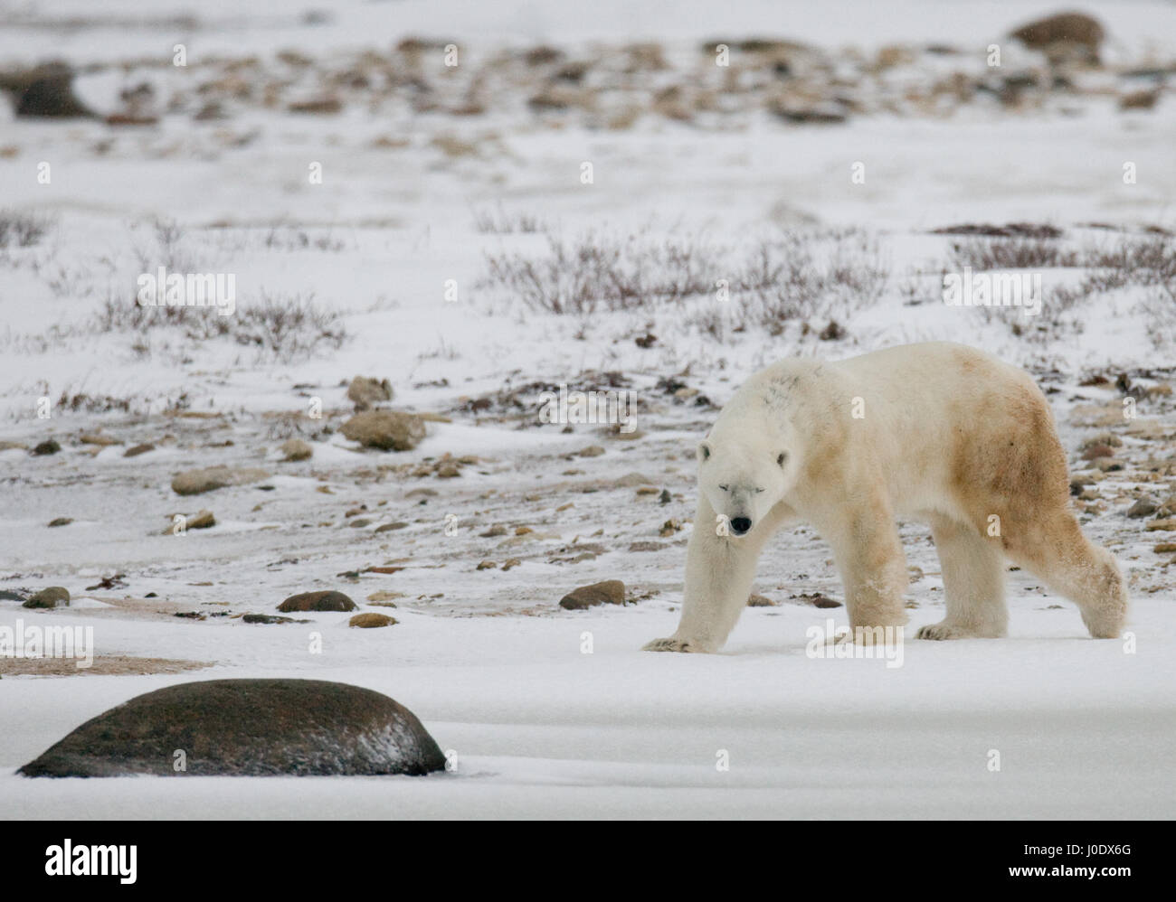 Polar bears on tundra hi-res stock photography and images - Alamy