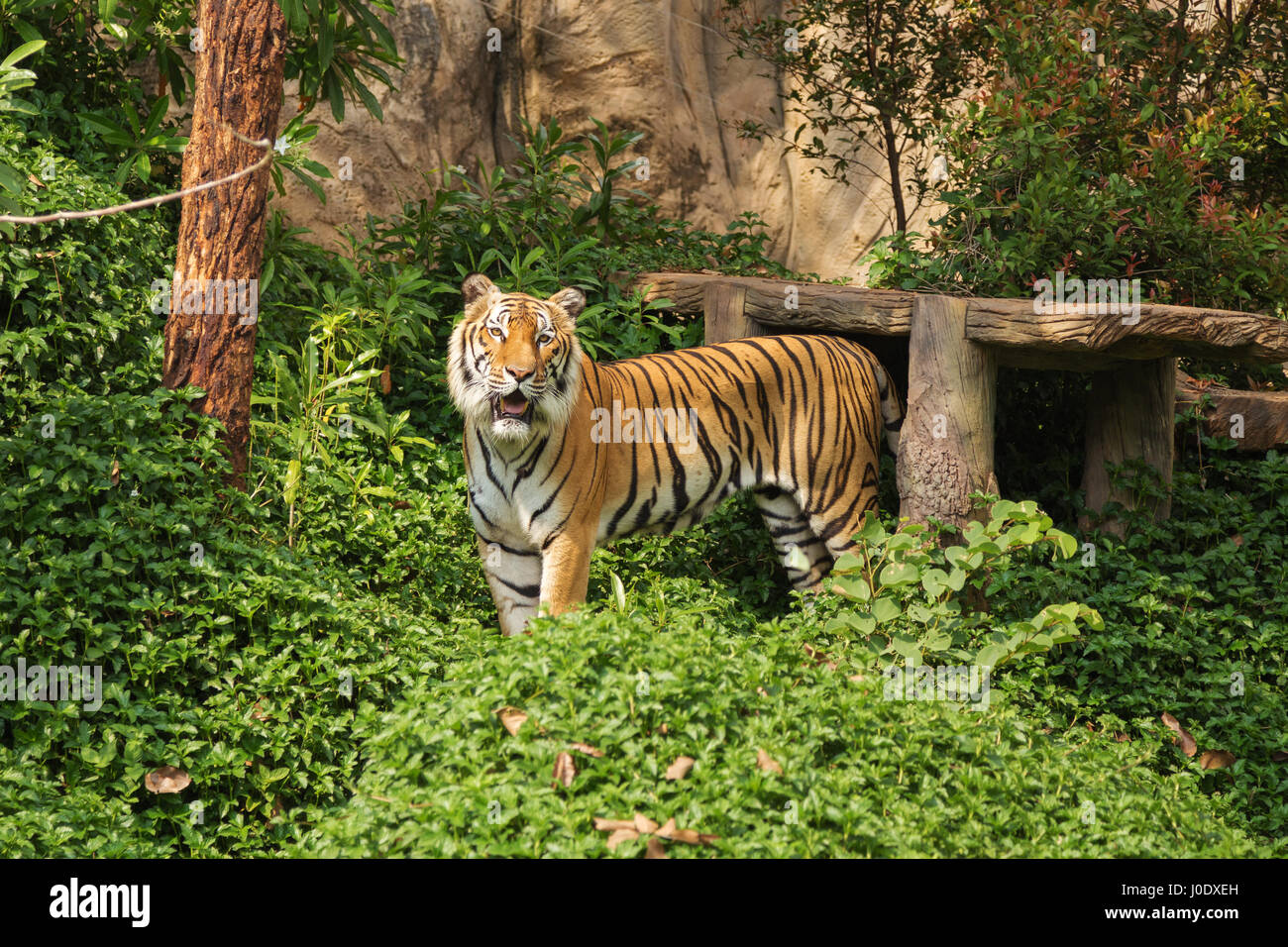 Bengal tiger standing hi-res stock photography and images - Alamy