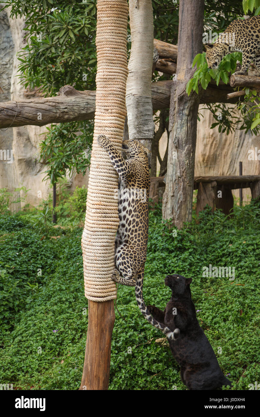Leopard climbing on a tree hi-res stock photography and images - Alamy