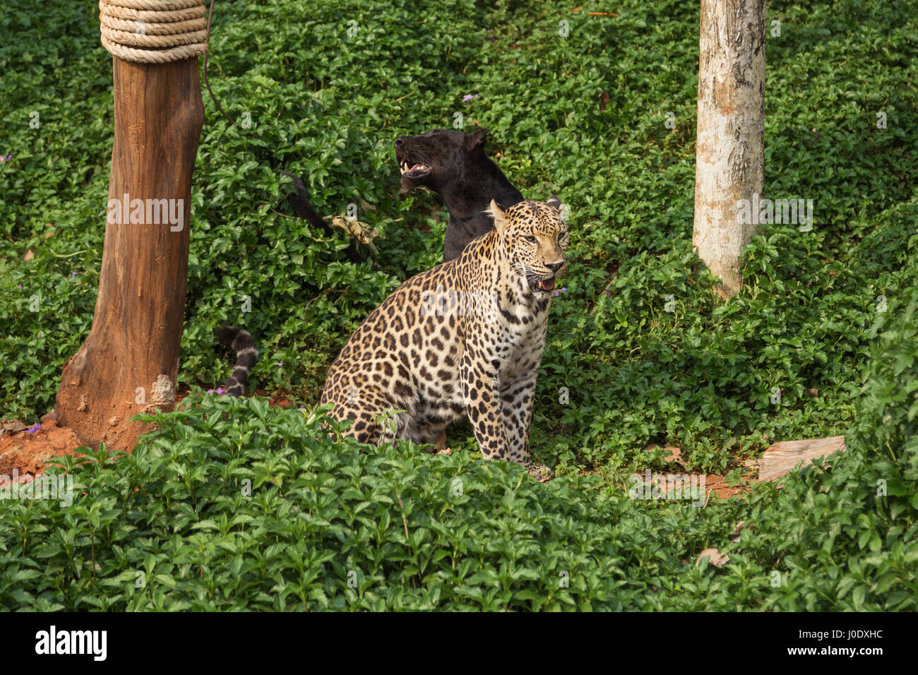 leopard and black panther resting Stock Photo - Alamy