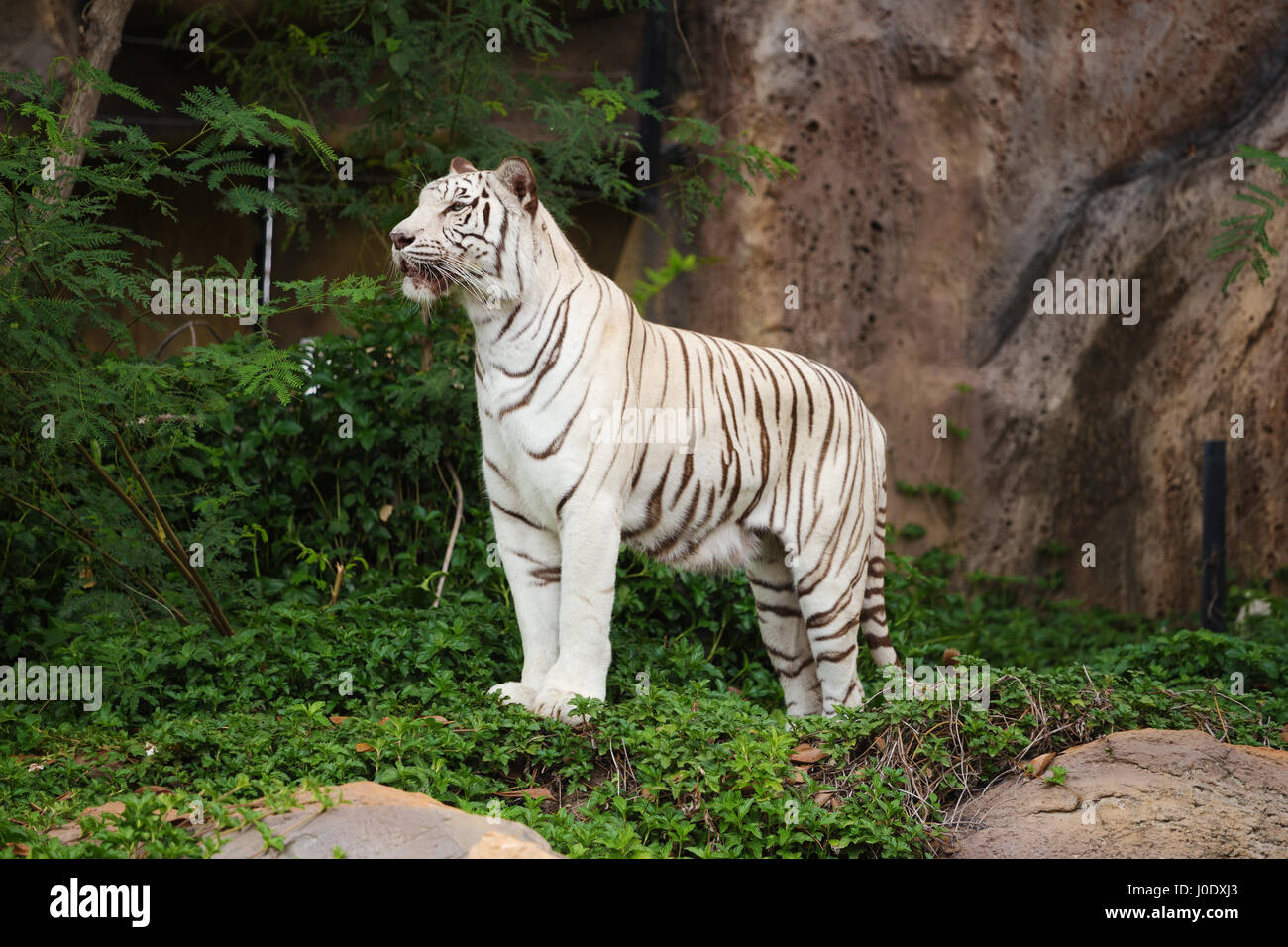 Asian bengal hi-res stock photography and images - Alamy