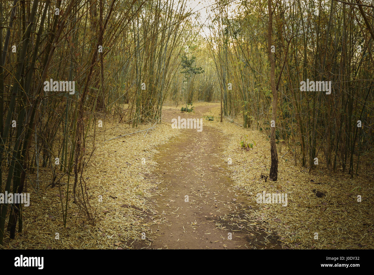 walk way between bamboo tree in the forest Stock Photo - Alamy