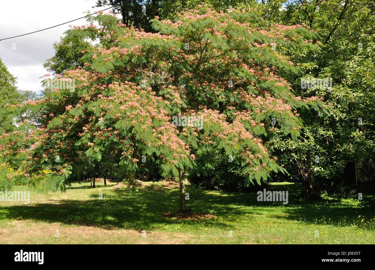 Albizia julibrissin hi-res stock photography and images - Alamy