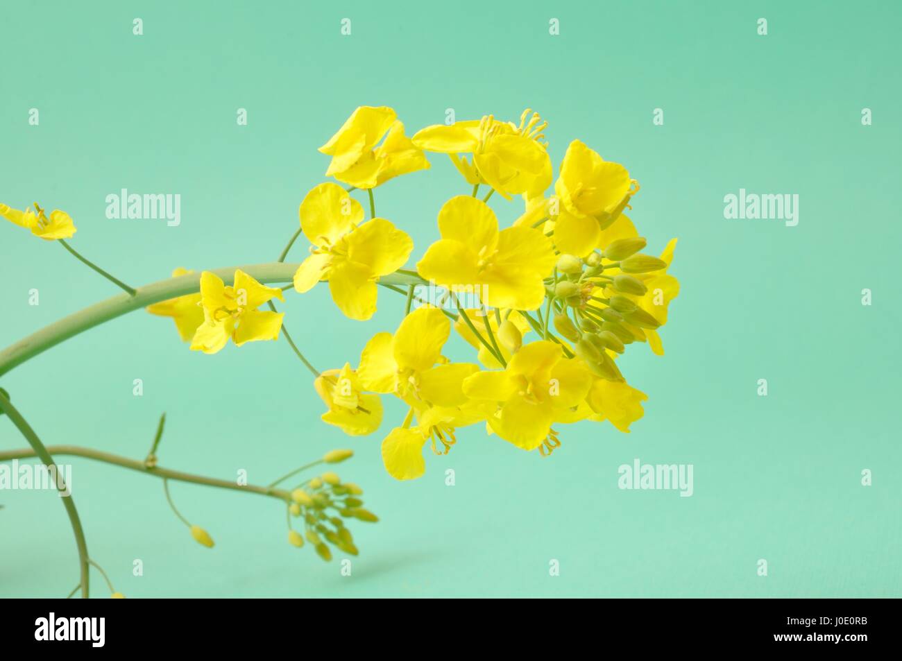 Flower of rape Stock Photo - Alamy