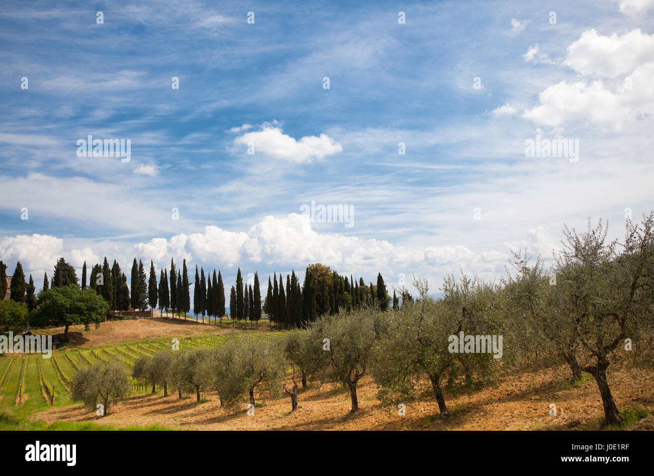typical italian countryside with olive-trees and cypress Stock Photo ...