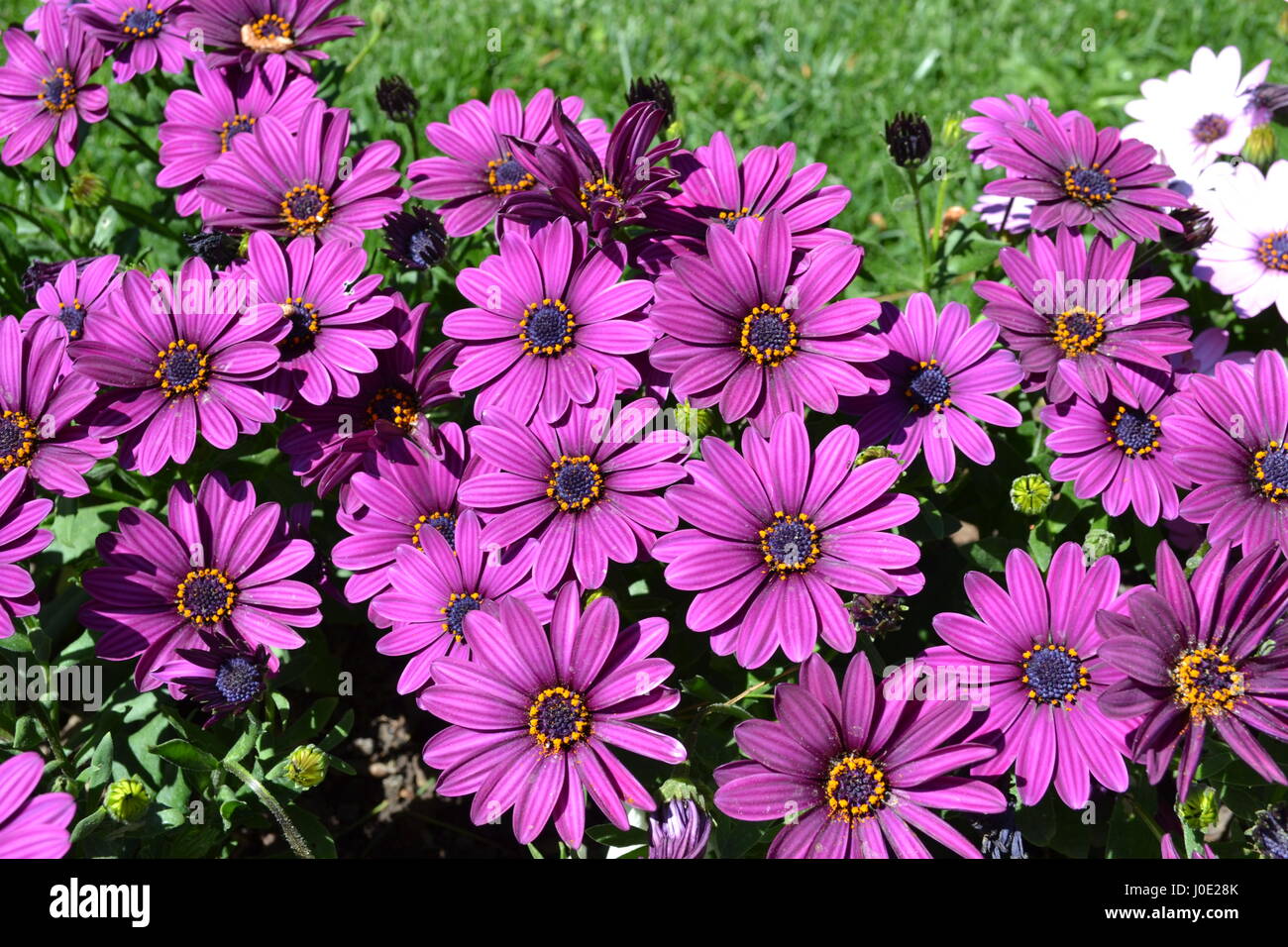 Summer flowers capri hi-res stock photography and images - Alamy