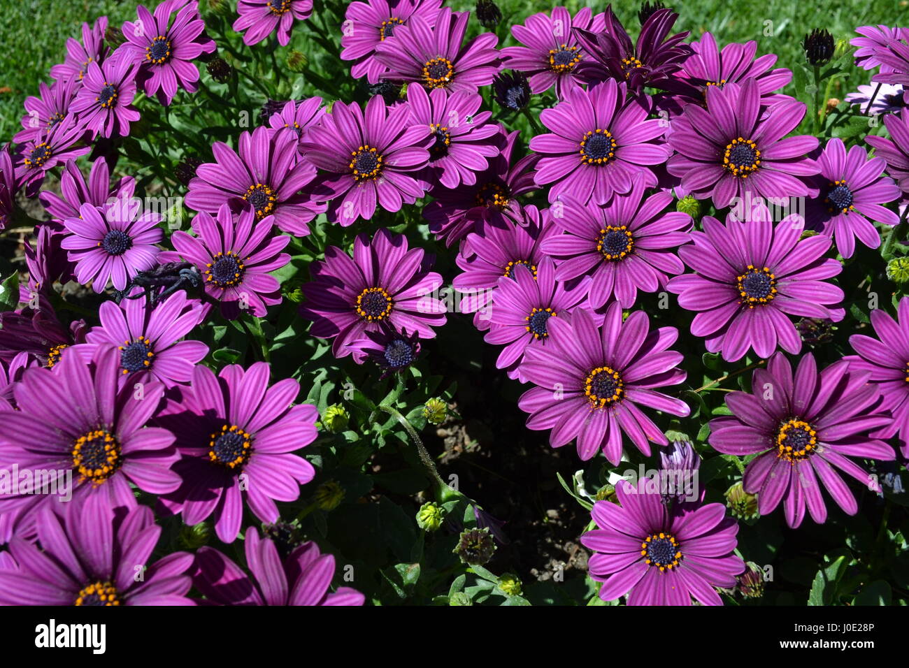 Summer flowers capri hi-res stock photography and images - Alamy