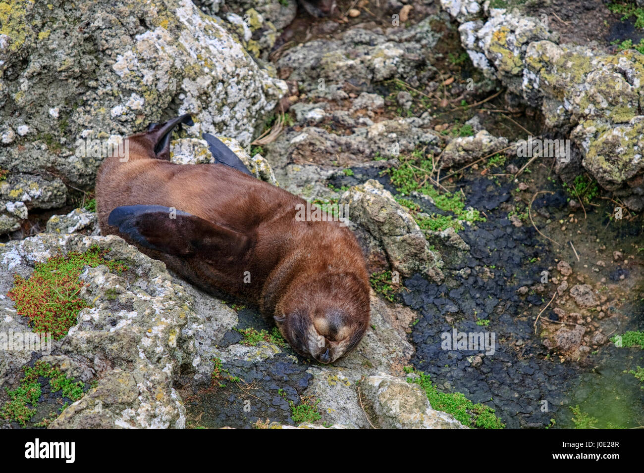 Fur seal lying on his back on the rocks in New Zealand Stock Photo - Alamy