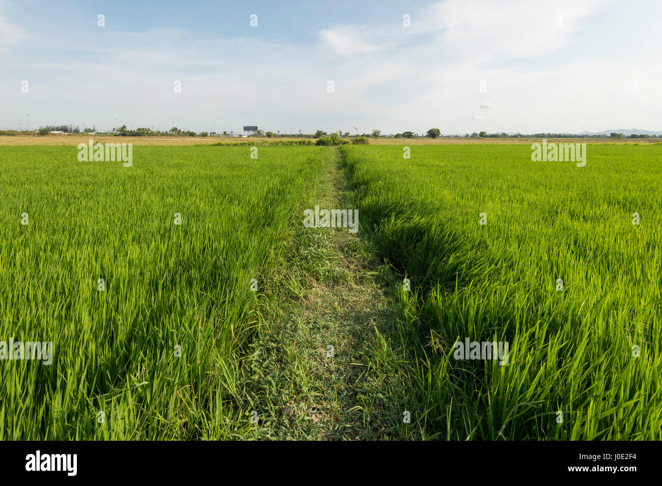 Ridge through a rice paddy during spring time in Petchaburi, Thailand ...