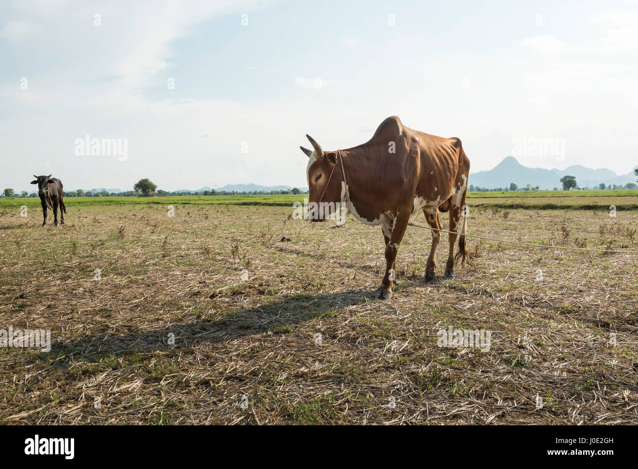 Cow chained on an empty rice paddy eating freely off the ground Stock ...
