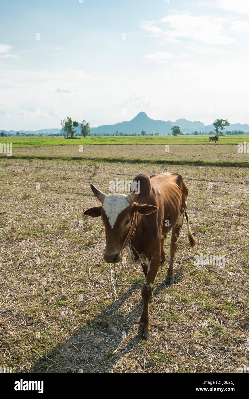 Cow paddy hi-res stock photography and images - Alamy
