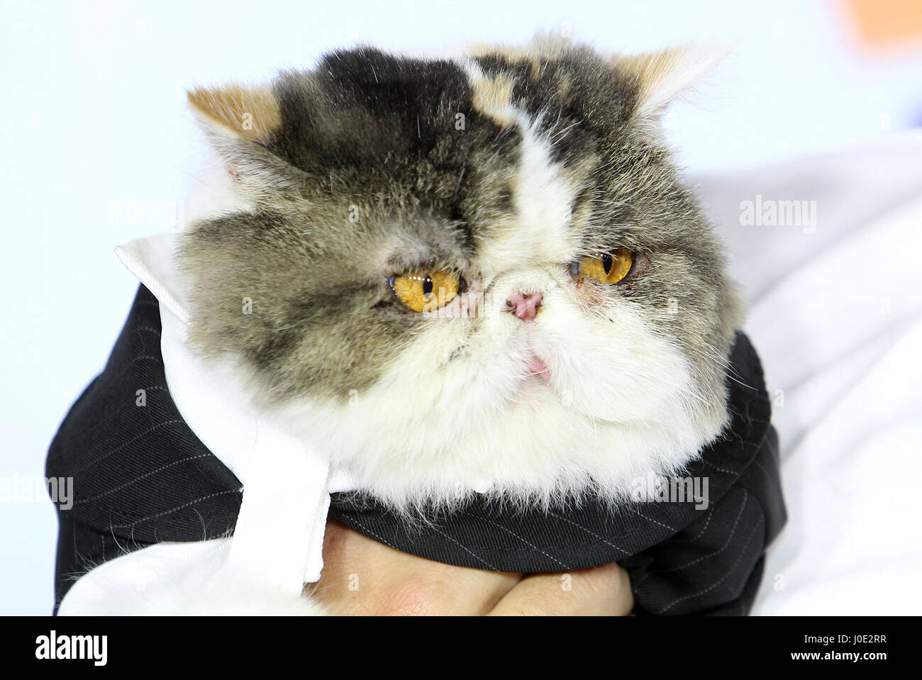 Nickelodeon's 2017 Kids' Choice Awards - Arrivals Featuring: Phil the ...