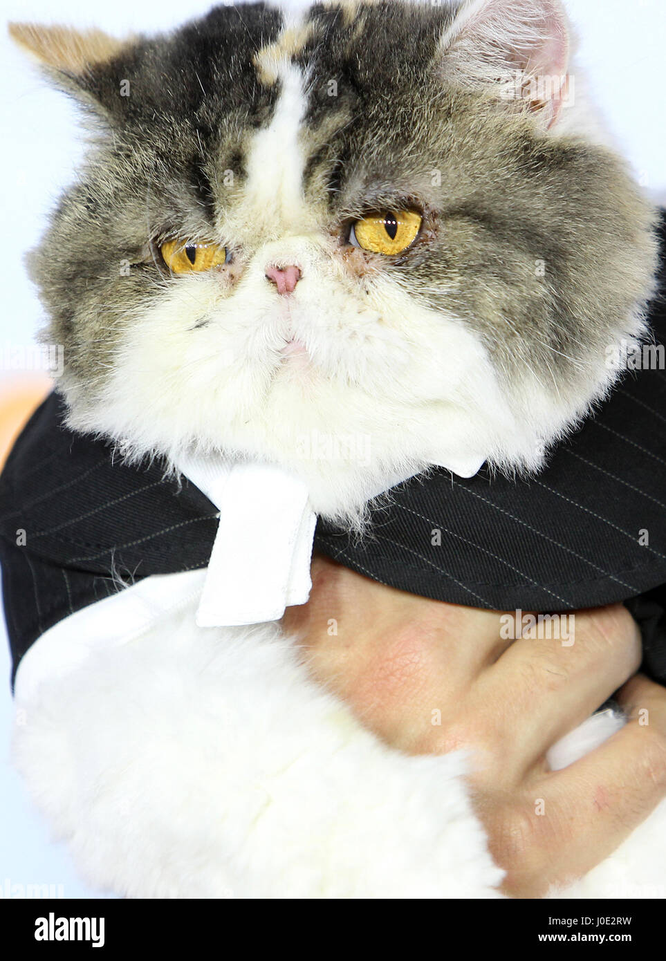 Nickelodeon's 2017 Kids' Choice Awards Featuring: Phil the cat Where ...