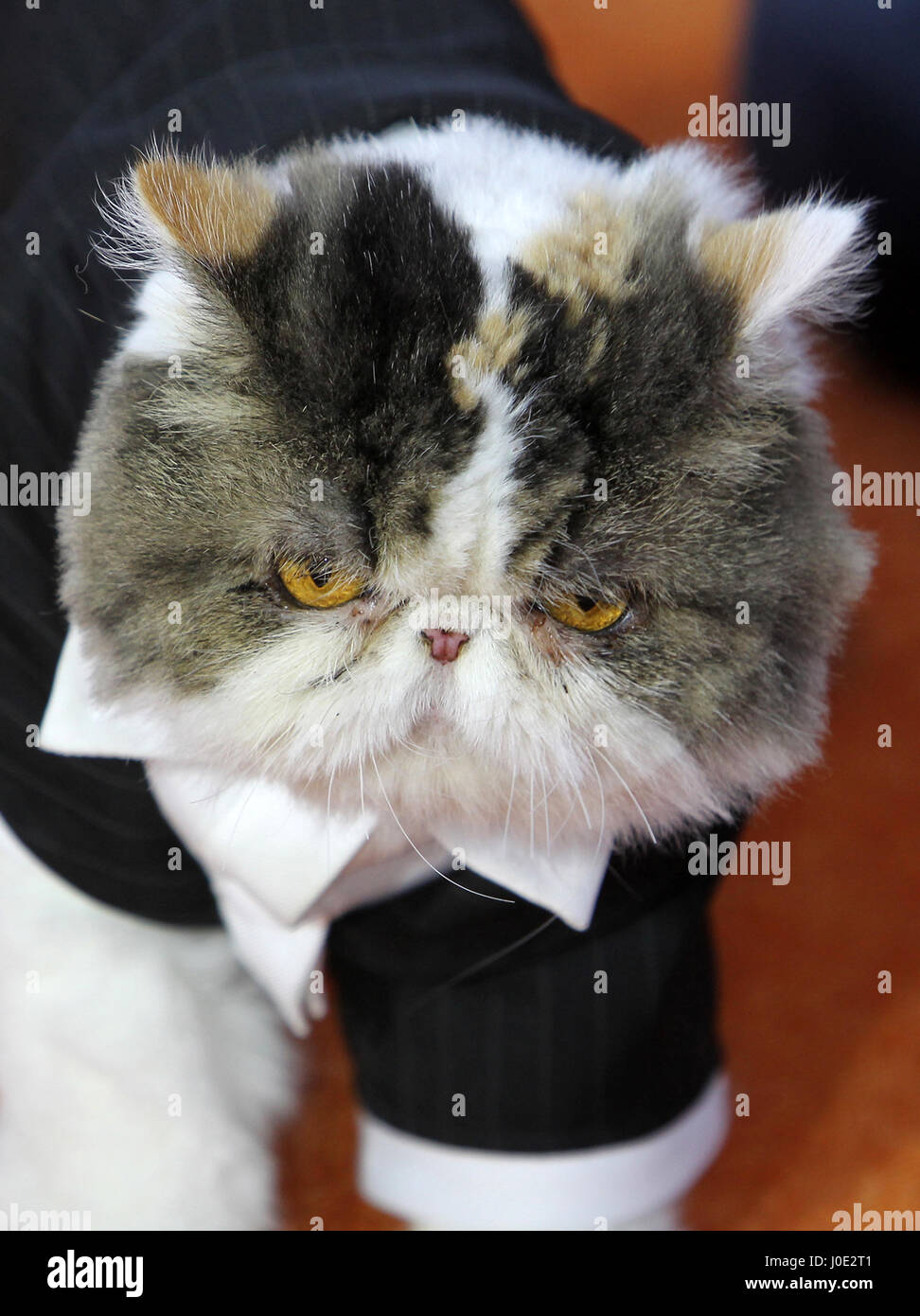 Nickelodeon's 2017 Kids' Choice Awards Featuring: Phil the cat Where ...