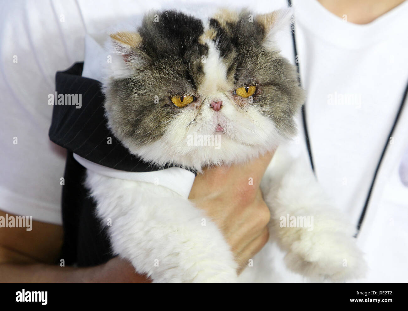 Nickelodeon's 2017 Kids' Choice Awards Featuring: Phil the cat Where ...