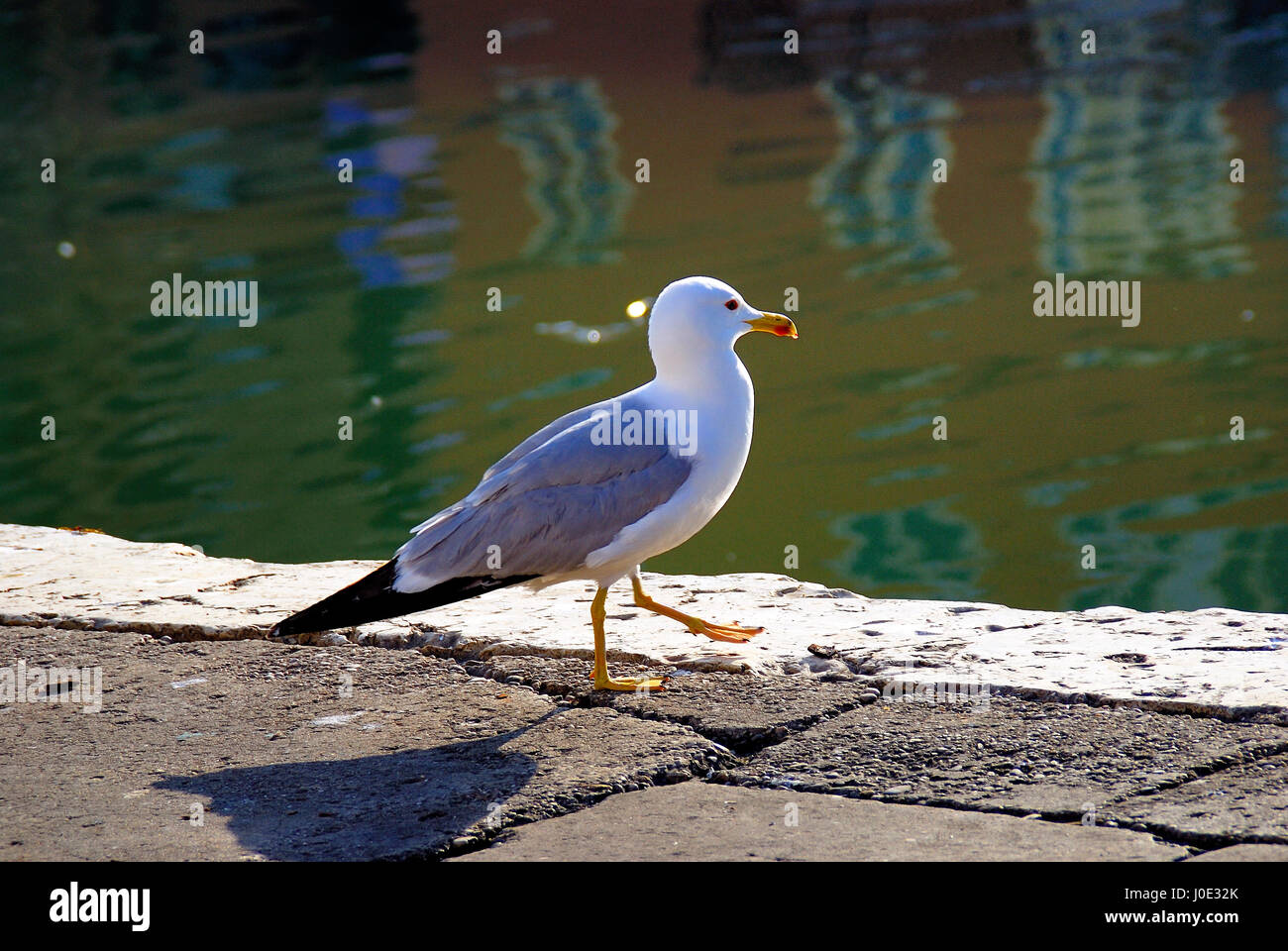 Venice, Italy. A seagull on a quay Stock Photo - Alamy