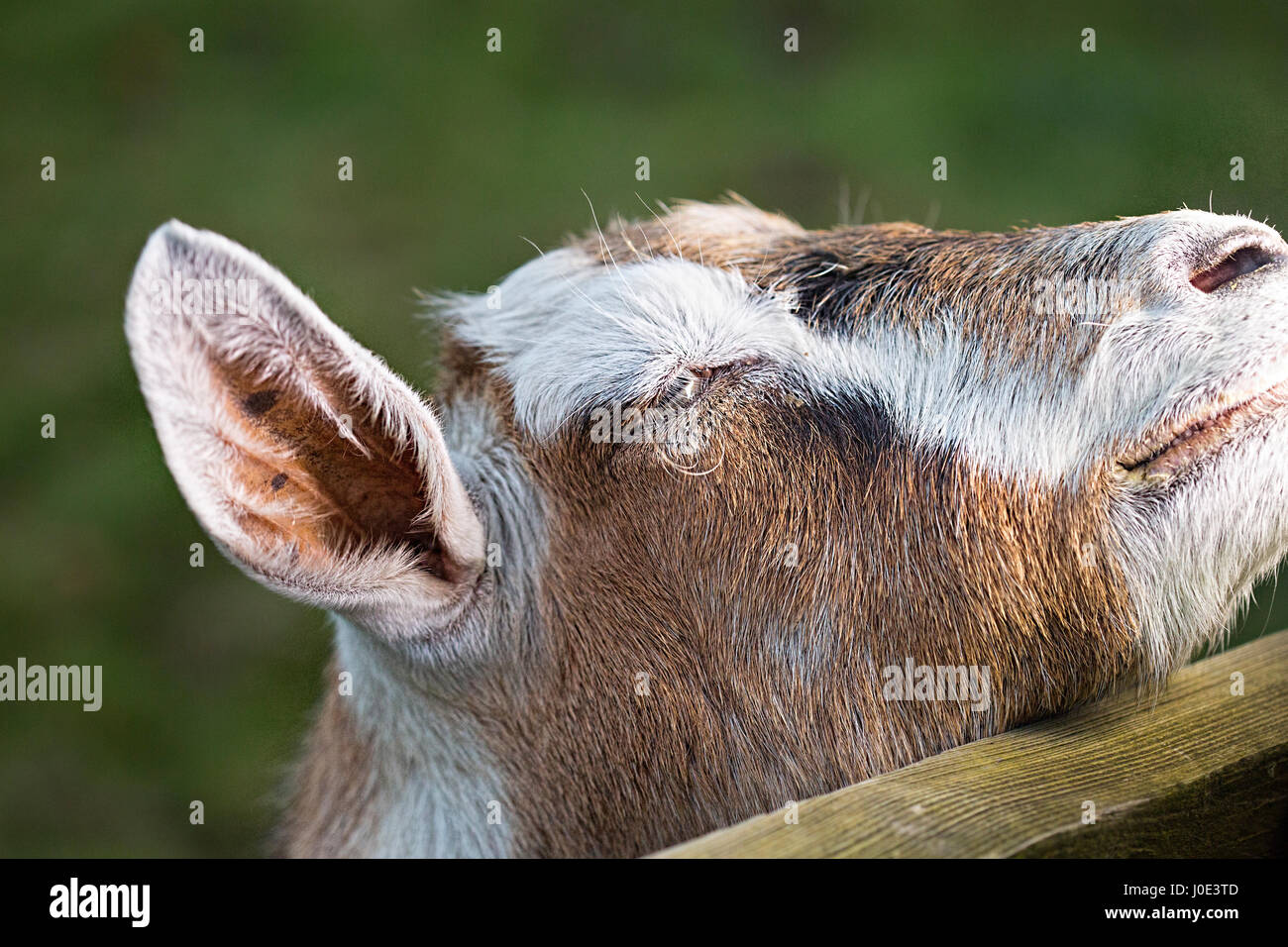 Goat resting on the farm Stock Photo - Alamy