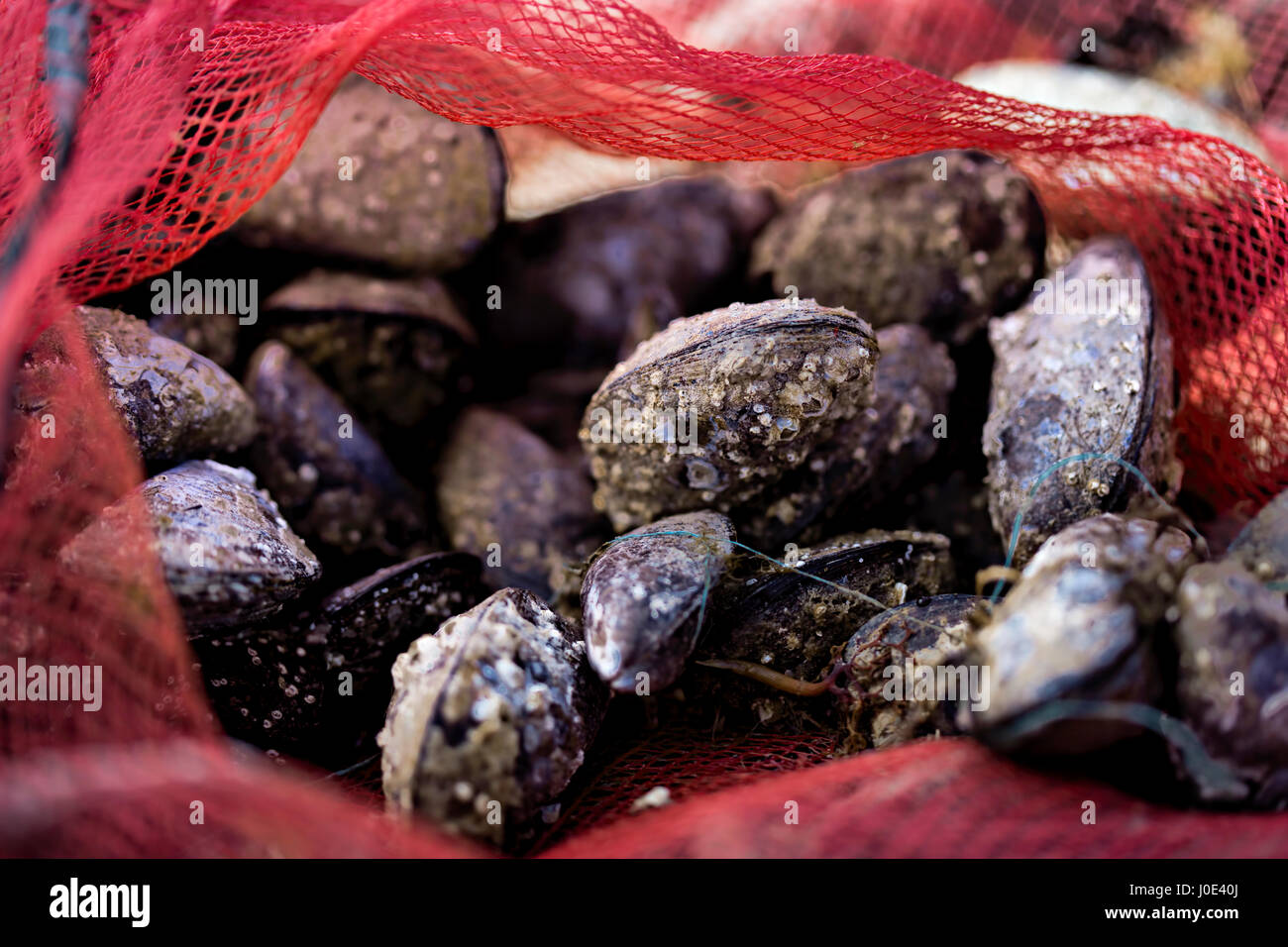 Irish mussel farming hi-res stock photography and images - Alamy