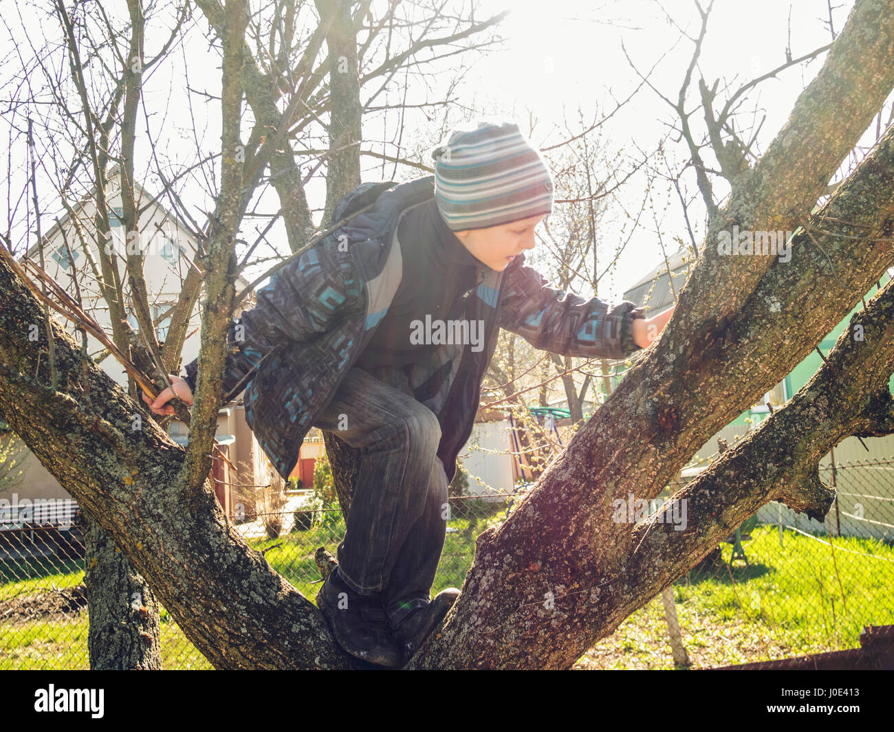 Portrait of cute kid boy sitting on the big old tree on sunny day Stock ...