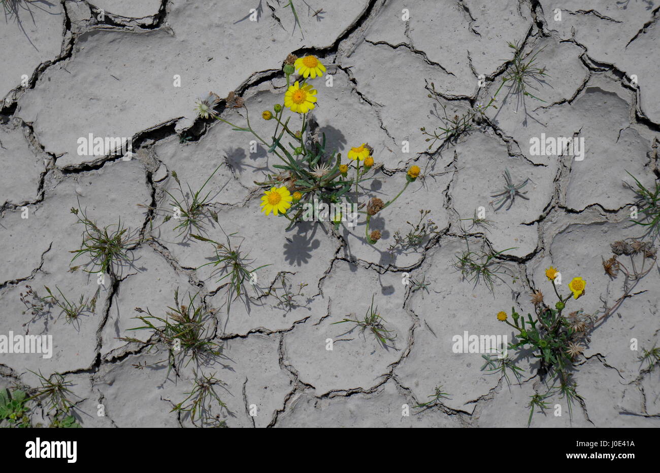 Parched flowers hi-res stock photography and images - Alamy