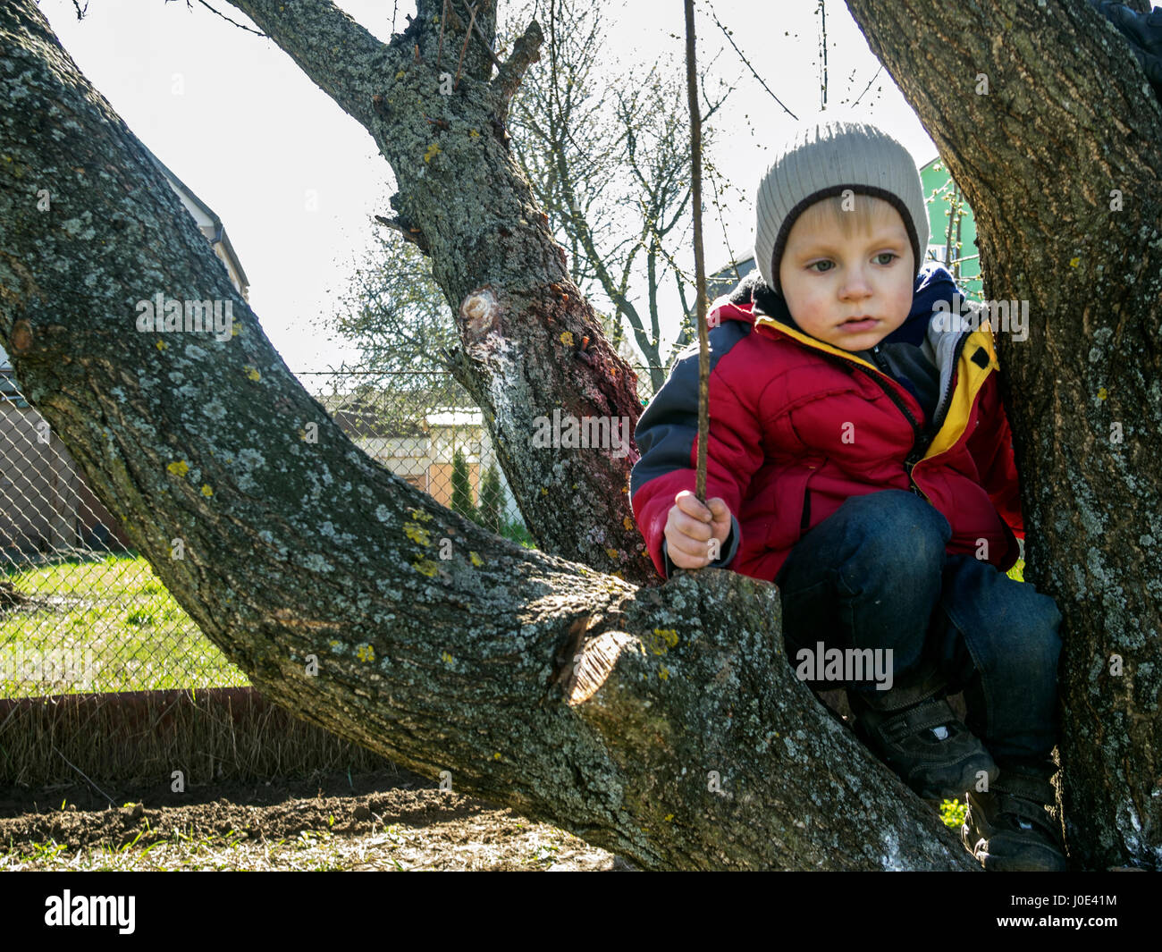 Portrait of cute kid boy sitting on the big old tree on sunny day Stock ...