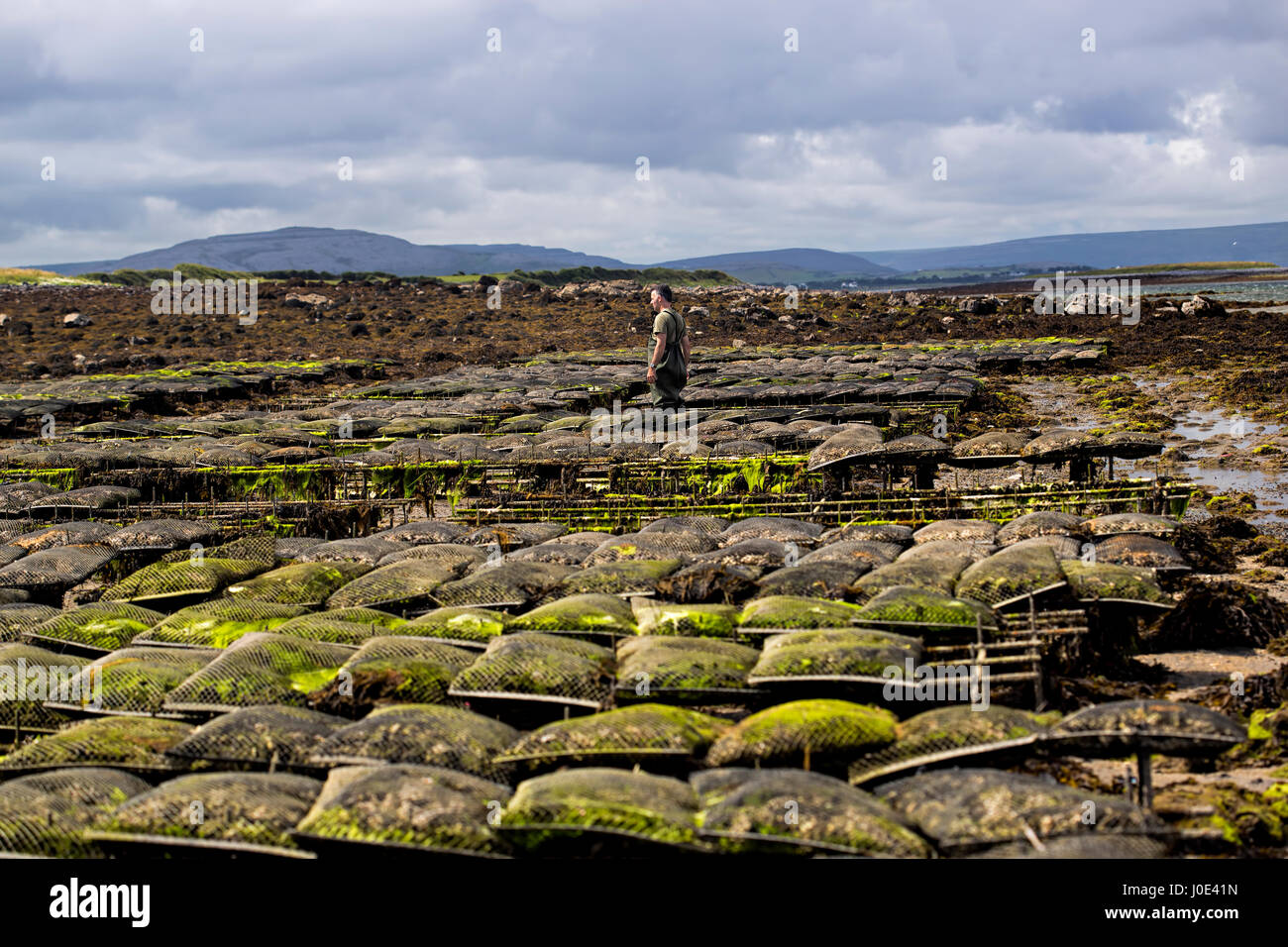 Oyster farming hi-res stock photography and images - Alamy