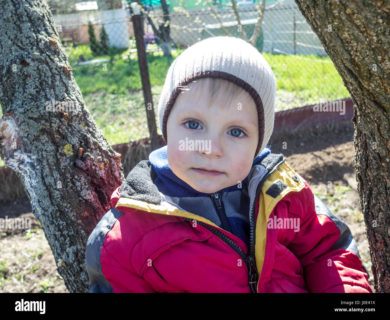 Portrait of cute kid boy sitting on the big old tree on sunny day Stock ...