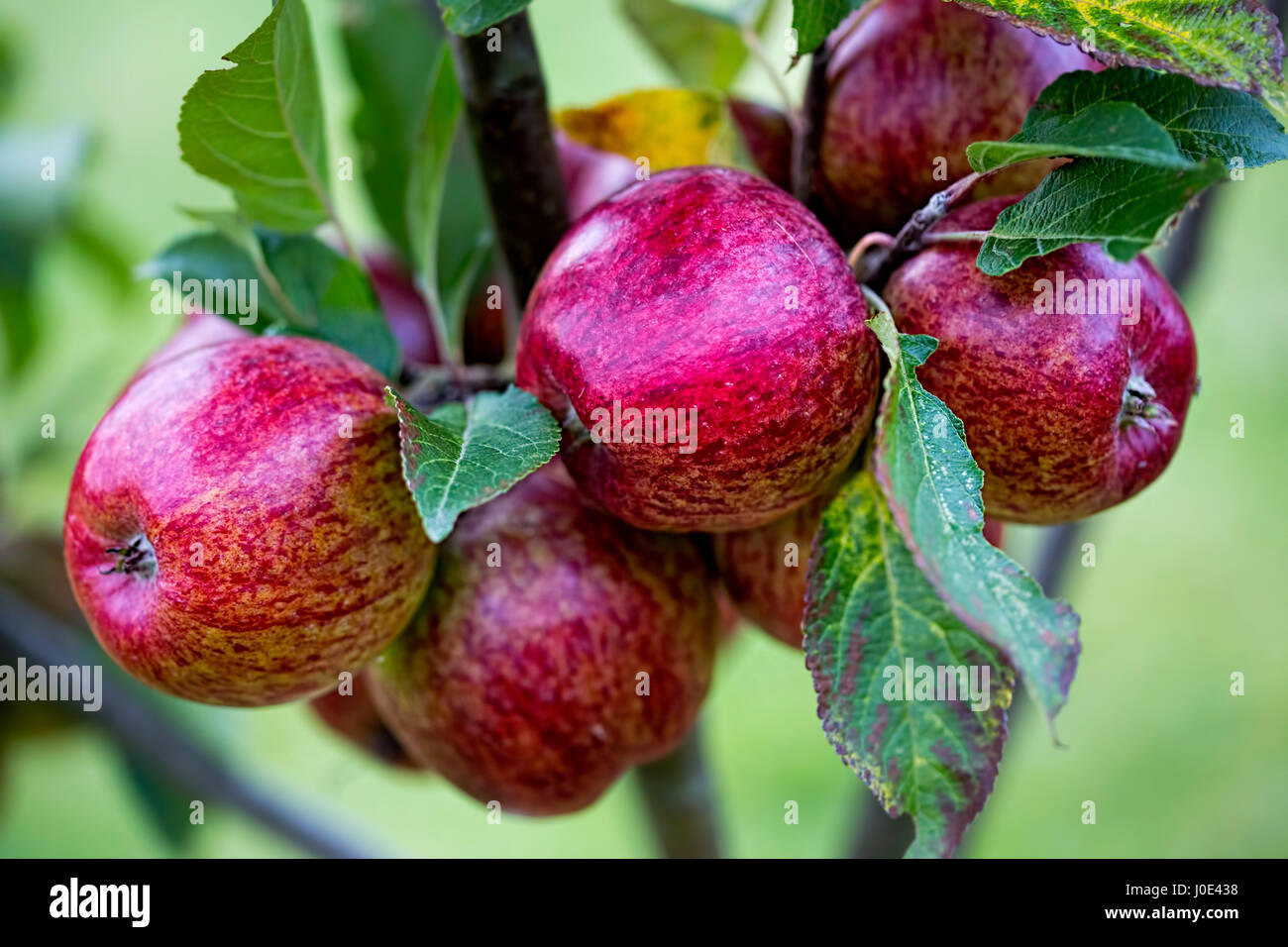 Red apples on the tree Stock Photo - Alamy