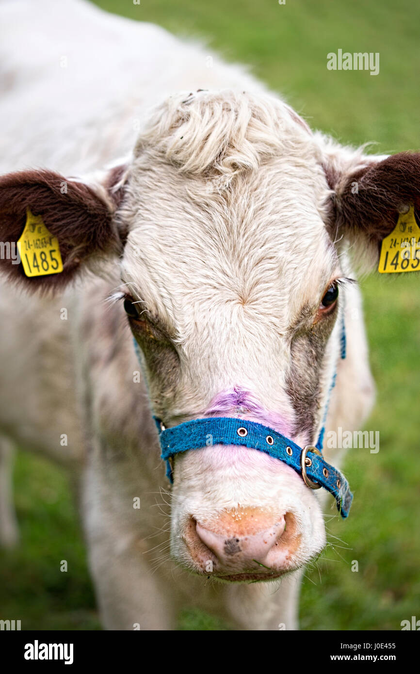 White cow portrait Stock Photo - Alamy