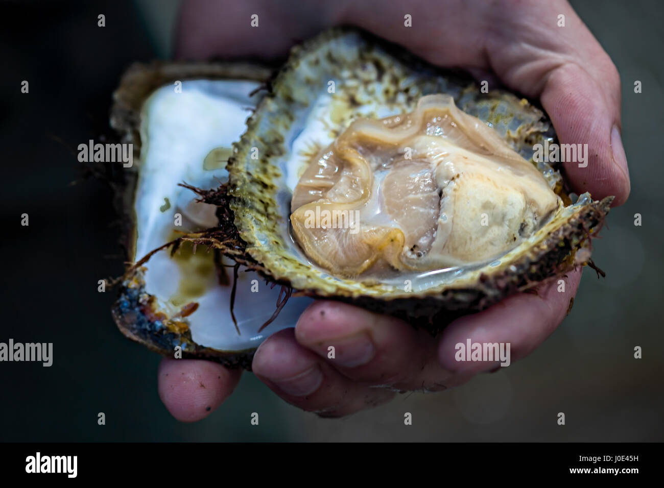 Marine fish farm ireland hi-res stock photography and images - Alamy