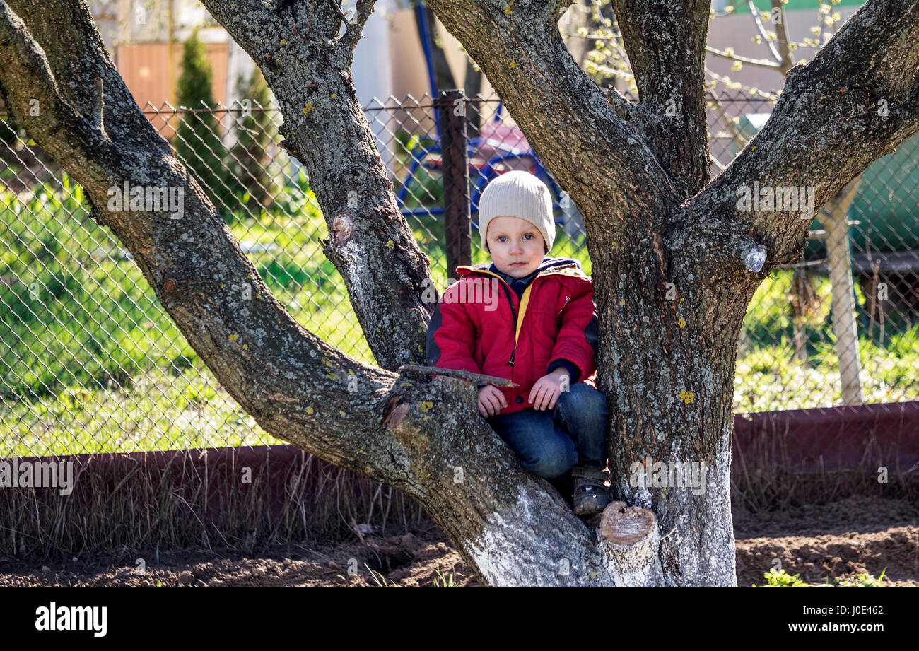 Portrait of cute kid boy sitting on the big old tree on sunny day Stock ...
