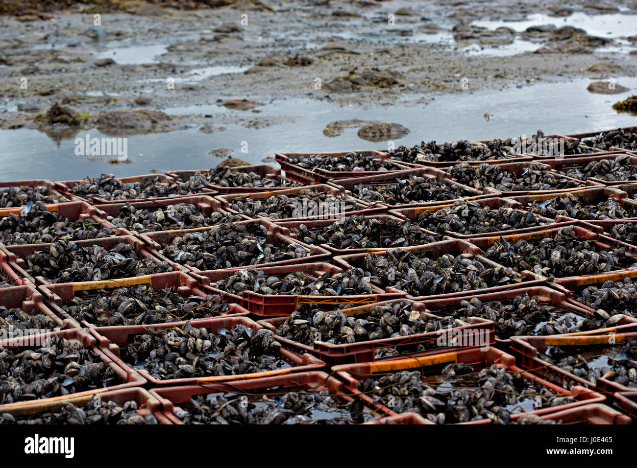 Mussels in plastic container in the ocean Stock Photo - Alamy