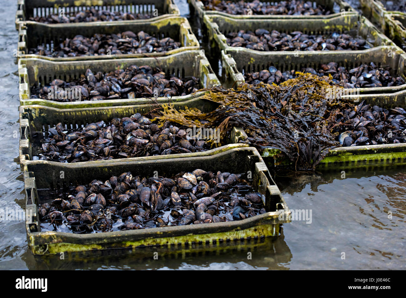 Mussels in plastic container in the ocean Stock Photo - Alamy