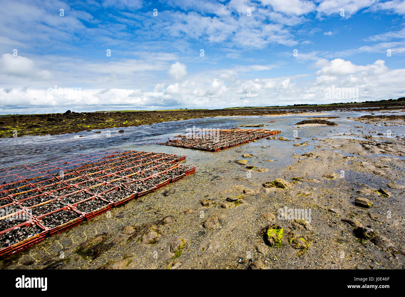 Mussels in plastic container in the ocean Stock Photo - Alamy