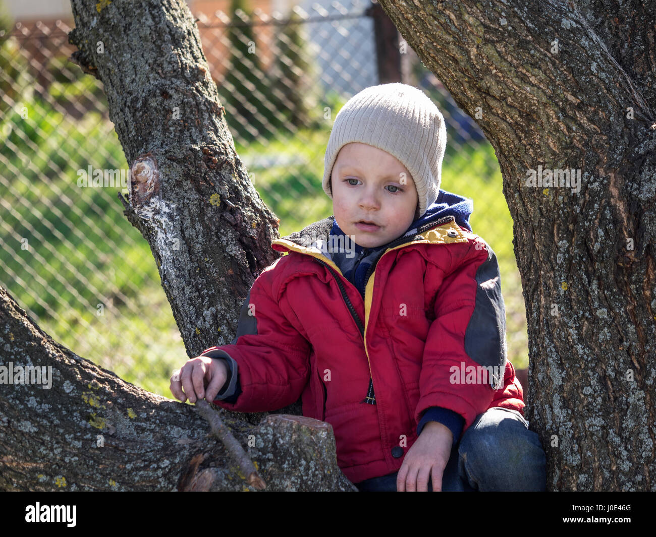 Portrait of cute kid boy sitting on the big old tree on sunny day Stock ...