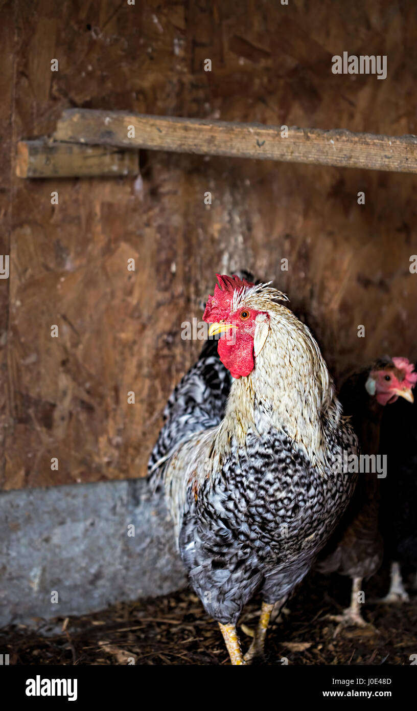 Rooster on the farm Stock Photo - Alamy