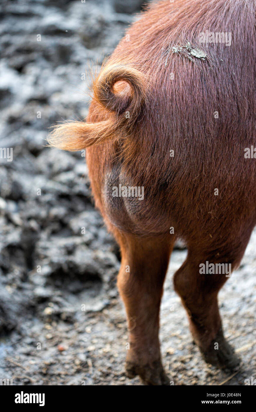 Pig Rear High Resolution Stock Photography and Images - Alamy