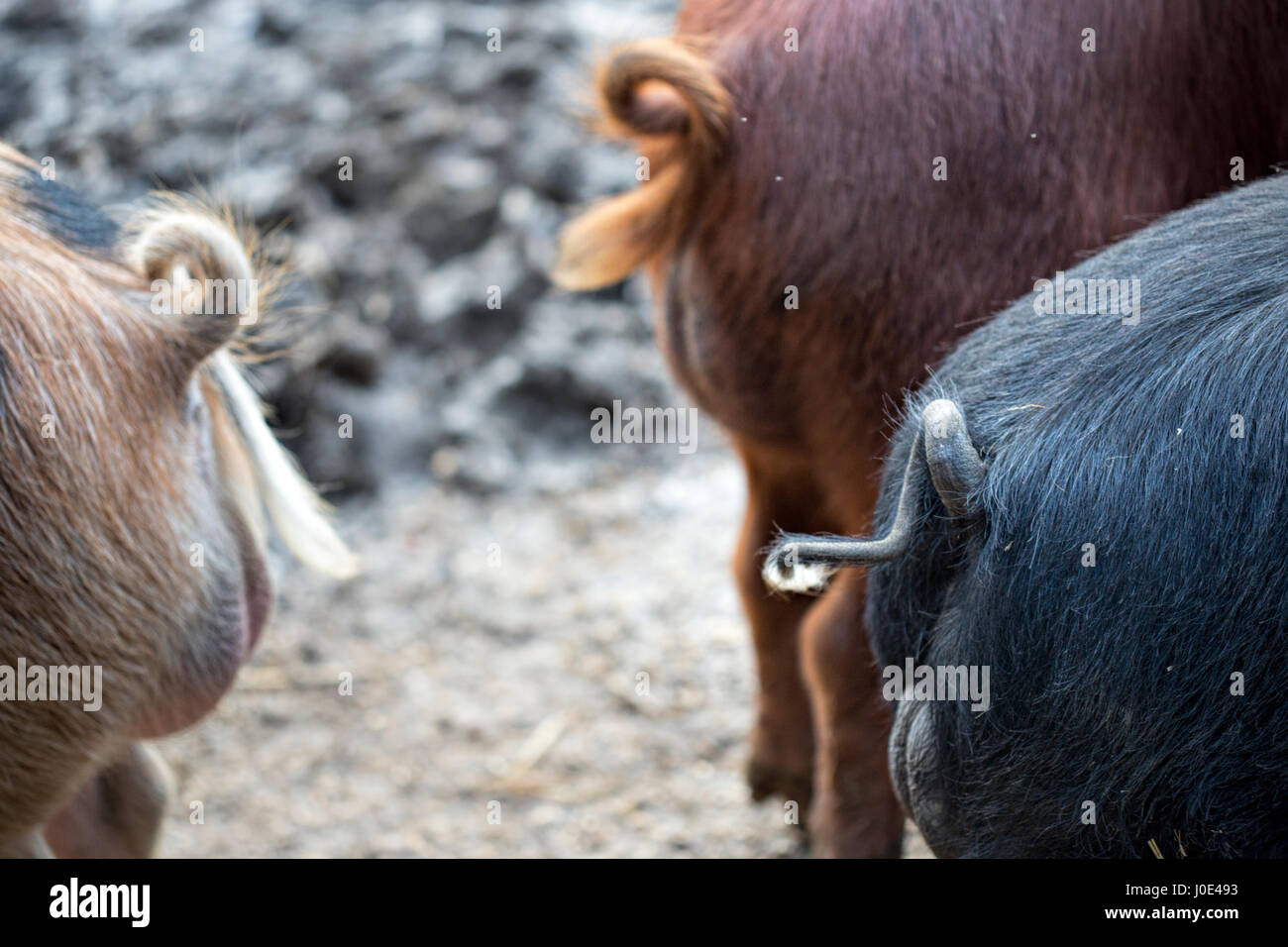 Pig behind with pig tail Stock Photo - Alamy