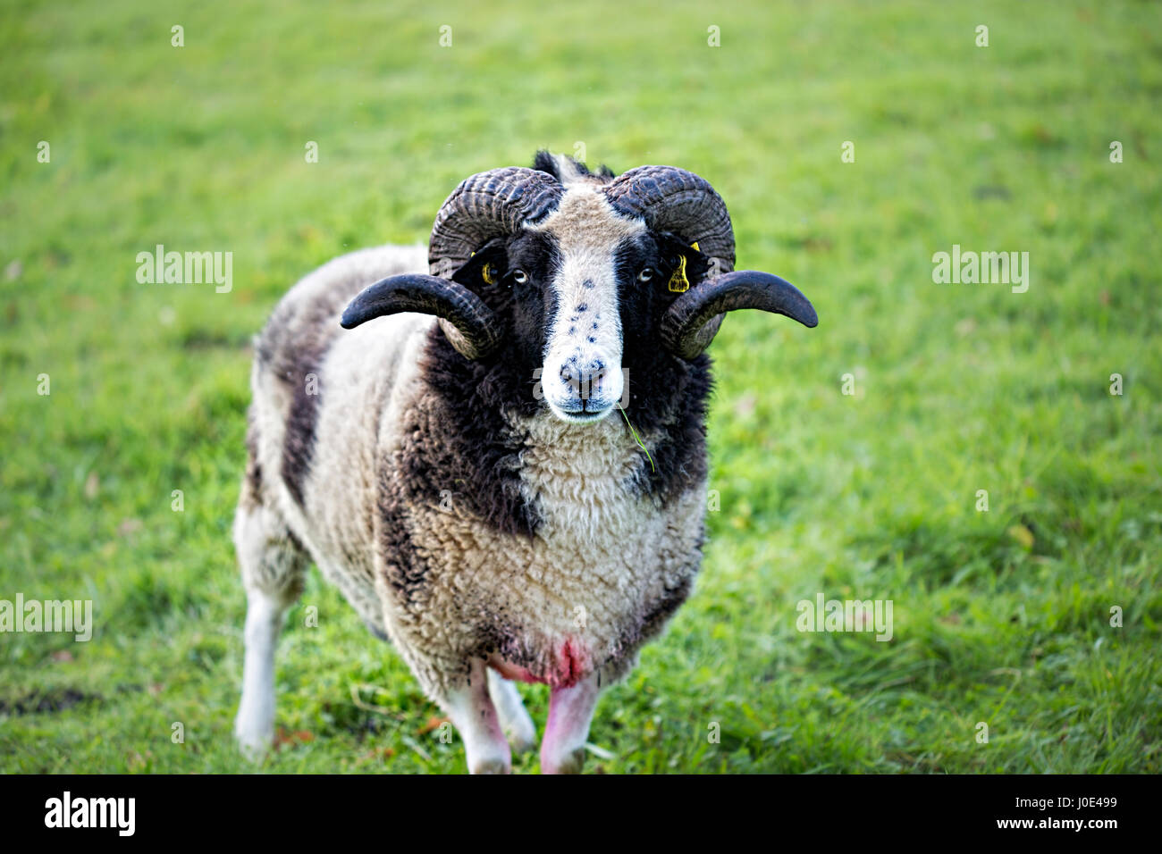 Male sheep with horns Stock Photo - Alamy