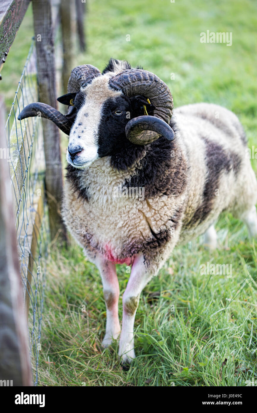Male sheep with horns Stock Photo - Alamy
