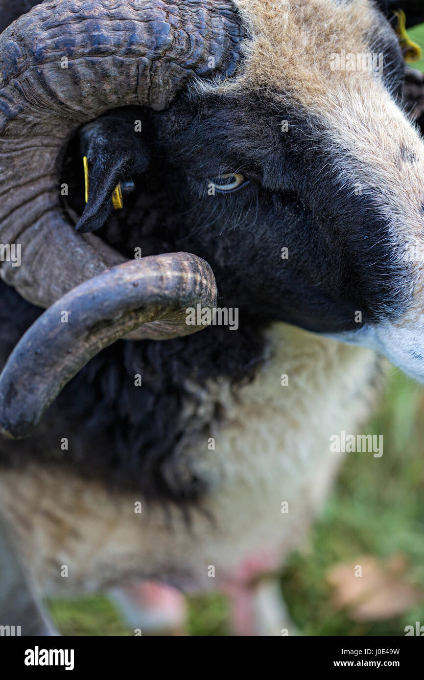 Big ear sheep hi-res stock photography and images - Alamy