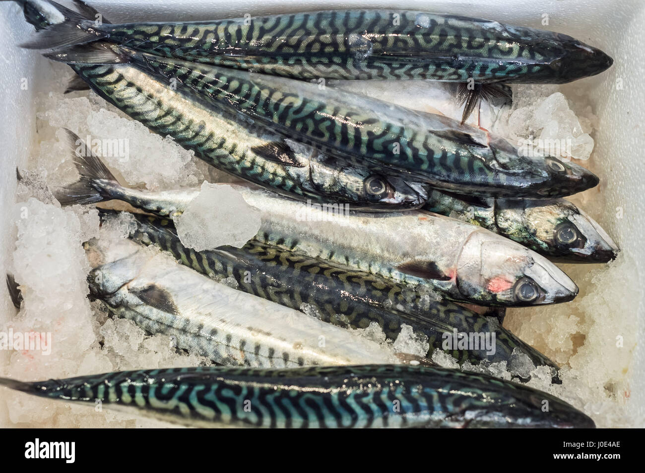 British seafish hi-res stock photography and images - Alamy