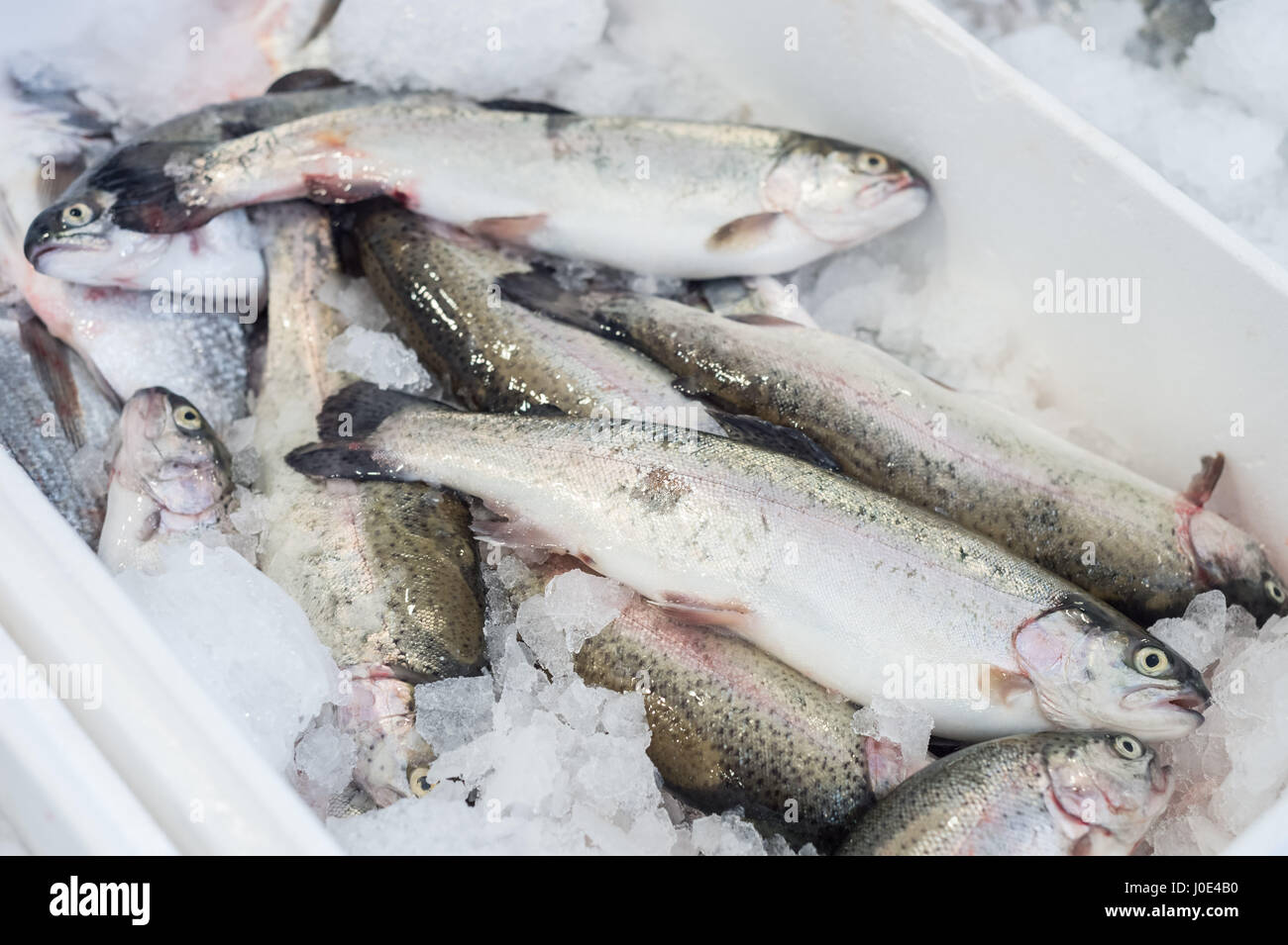 Freshwater Trout fish on ice Stock Photo - Alamy
