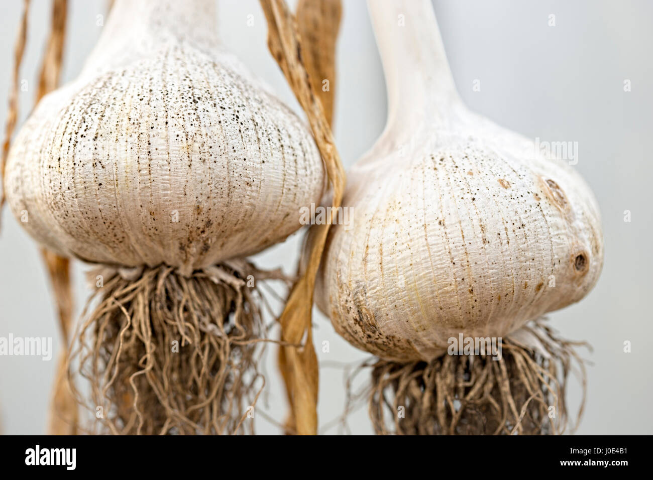 Elephant bulb hi-res stock photography and images - Alamy