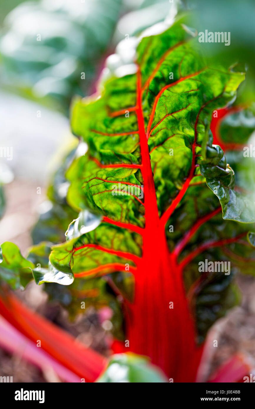 Rainbow kale hi-res stock photography and images - Alamy